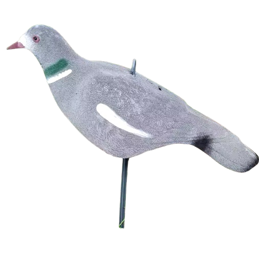 სანადირო სატყურა მტრედი, Hunting Pigeon - Velvet.ge